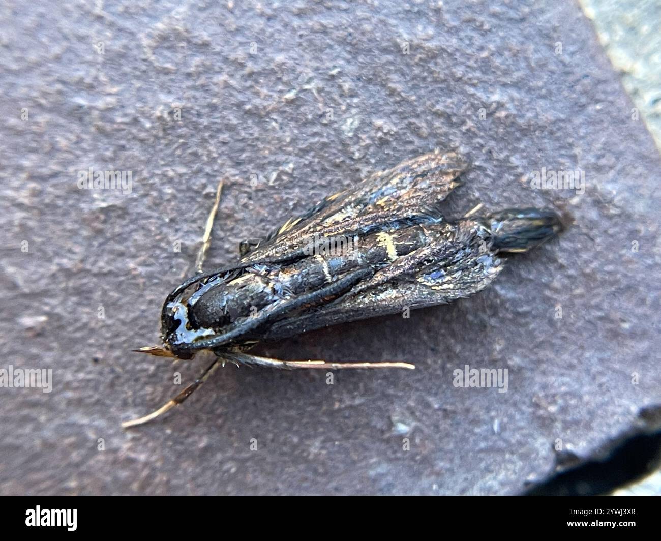 Strawberry crown moth hi-res stock photography and images - Alamy
