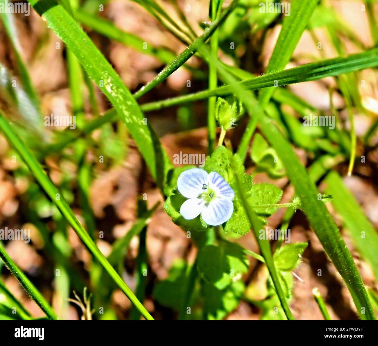 bird's-eye speedwell (Veronica persica Stock Photo - Alamy