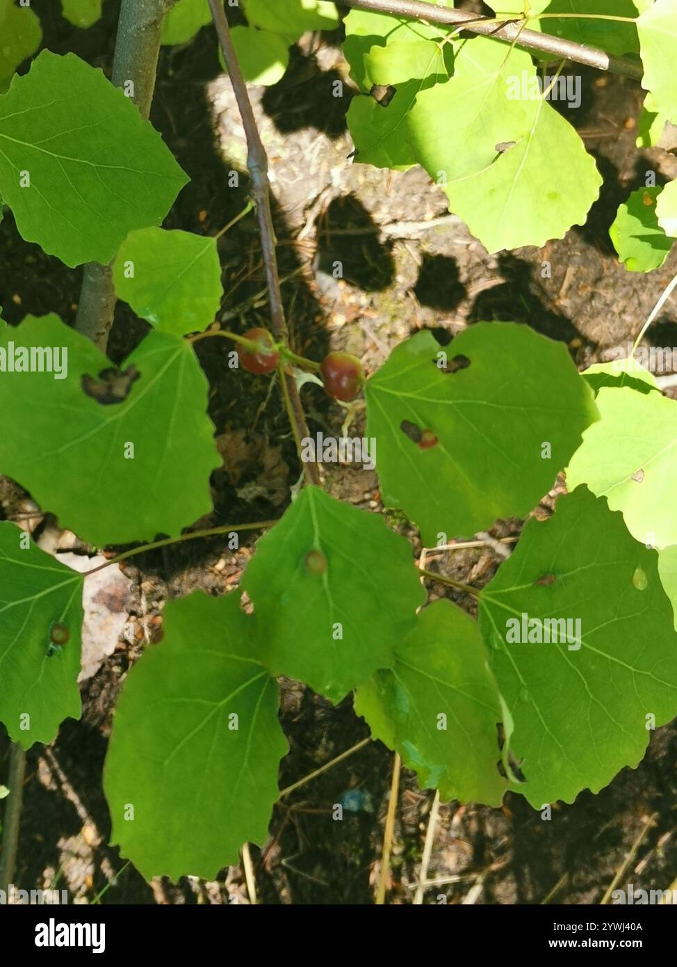 Poplar Leaf Gall Midge (Contarinia petioli Stock Photo - Alamy