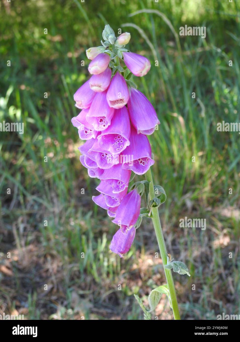 purple foxglove (Digitalis purpurea Stock Photo - Alamy