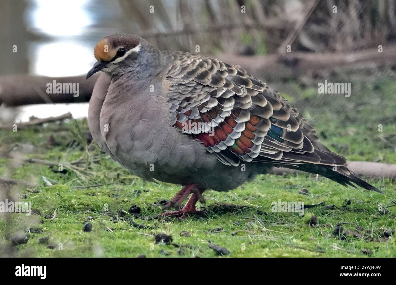 Common Bronzewing (Phaps chalcoptera Stock Photo - Alamy