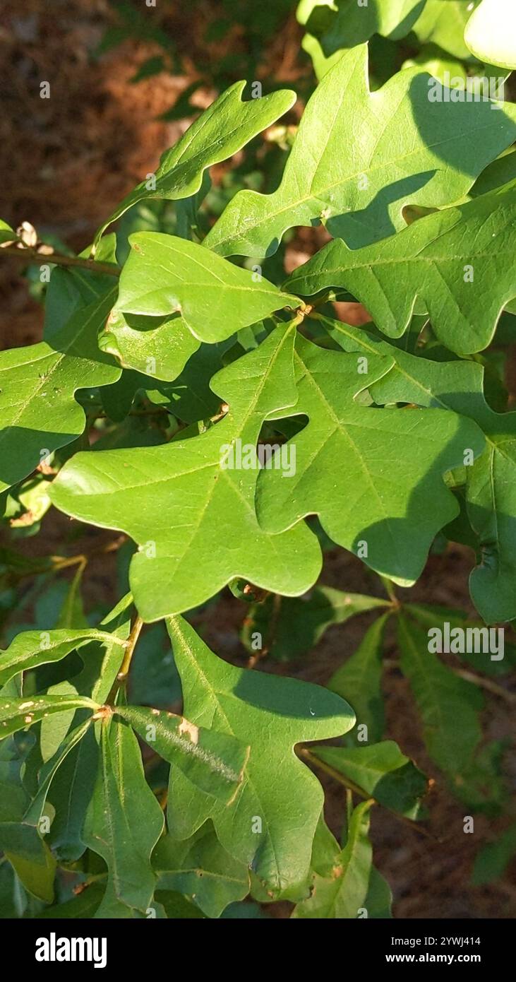 water oak (Quercus nigra Stock Photo - Alamy