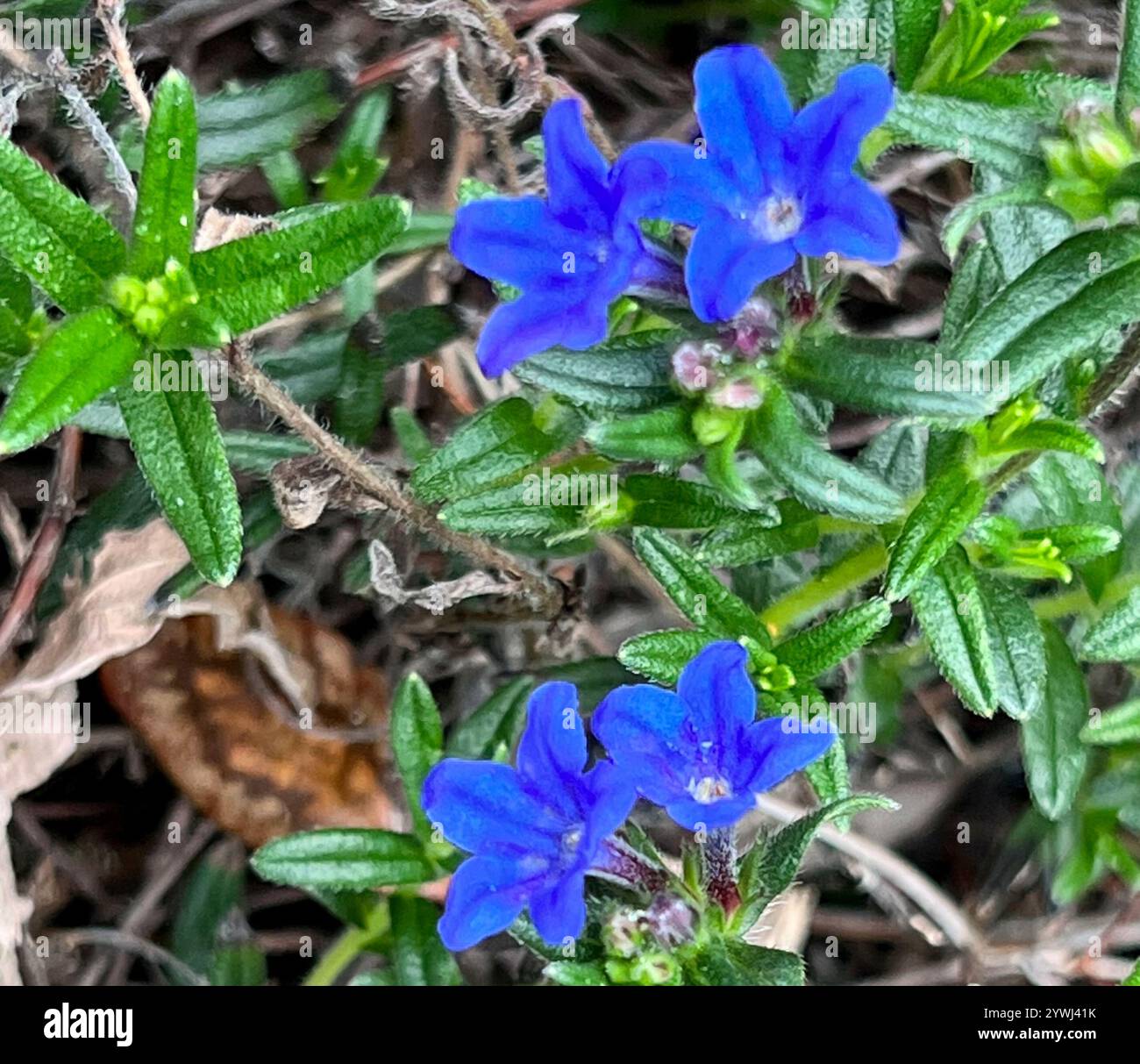 creeping gromwell (Glandora prostrata Stock Photo - Alamy