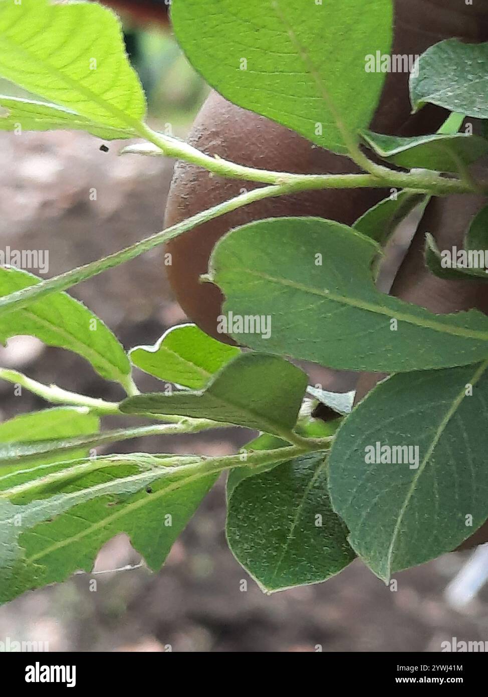 Rusty Willow (Salix atrocinerea Stock Photo - Alamy