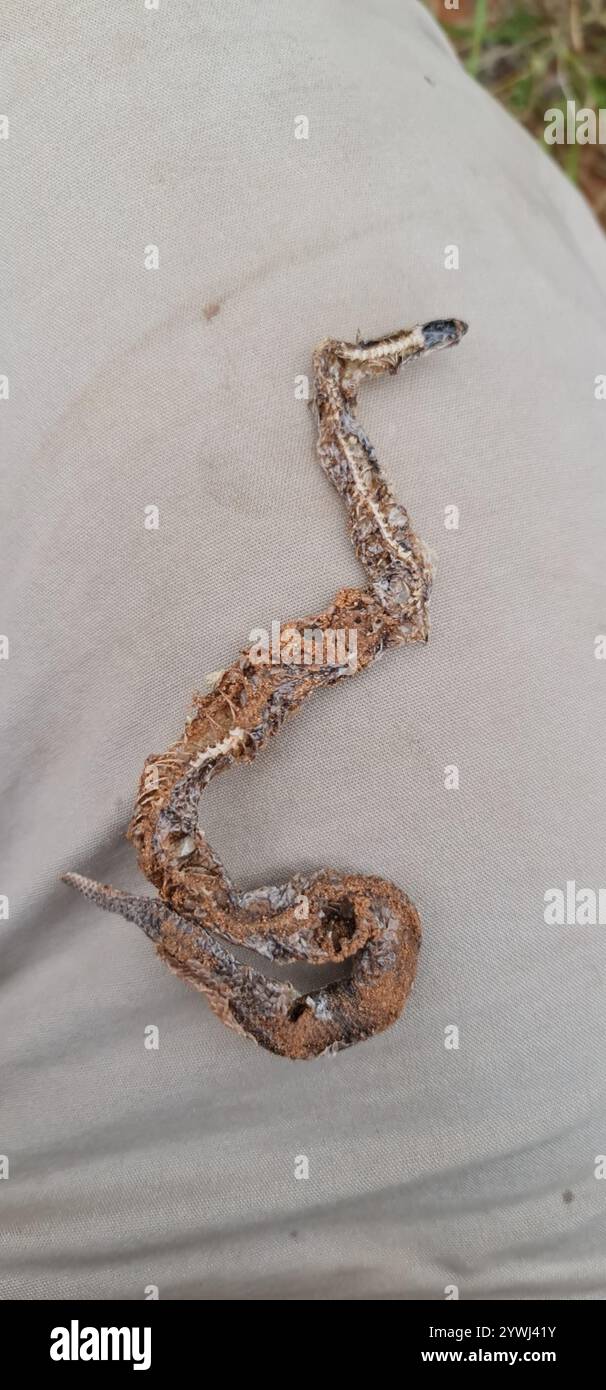 Spectacled Hooded Snake (Suta spectabilis Stock Photo - Alamy