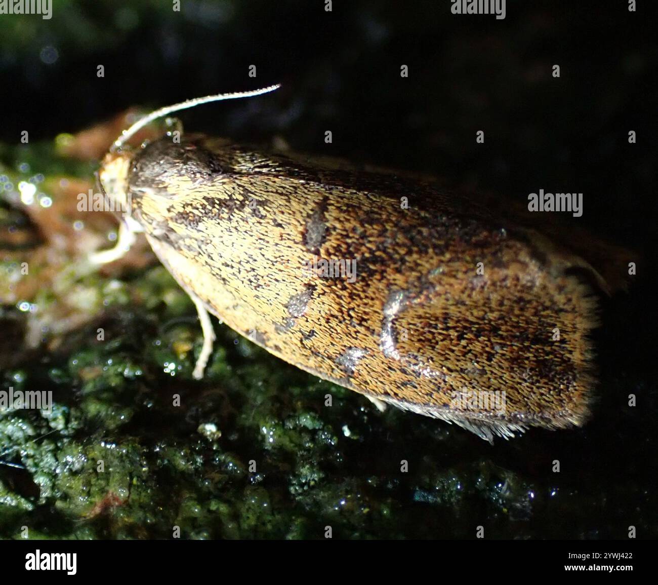 Lecheana hi-res stock photography and images - Alamy