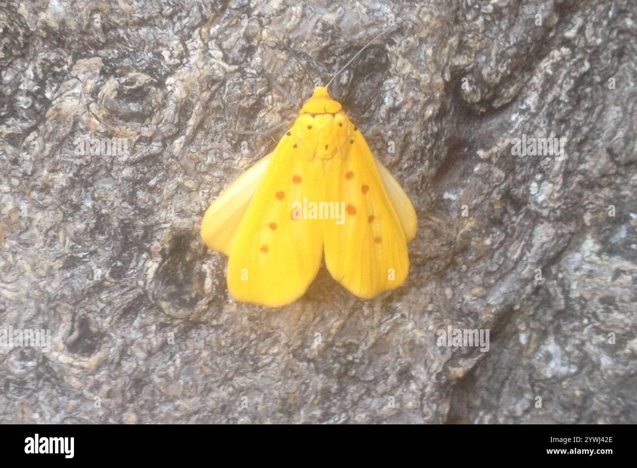 Yellow Tiger Moth (Agape chloropyga Stock Photo - Alamy