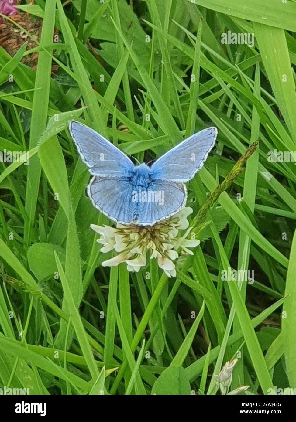 Common Blue (Polyommatus icarus Stock Photo - Alamy