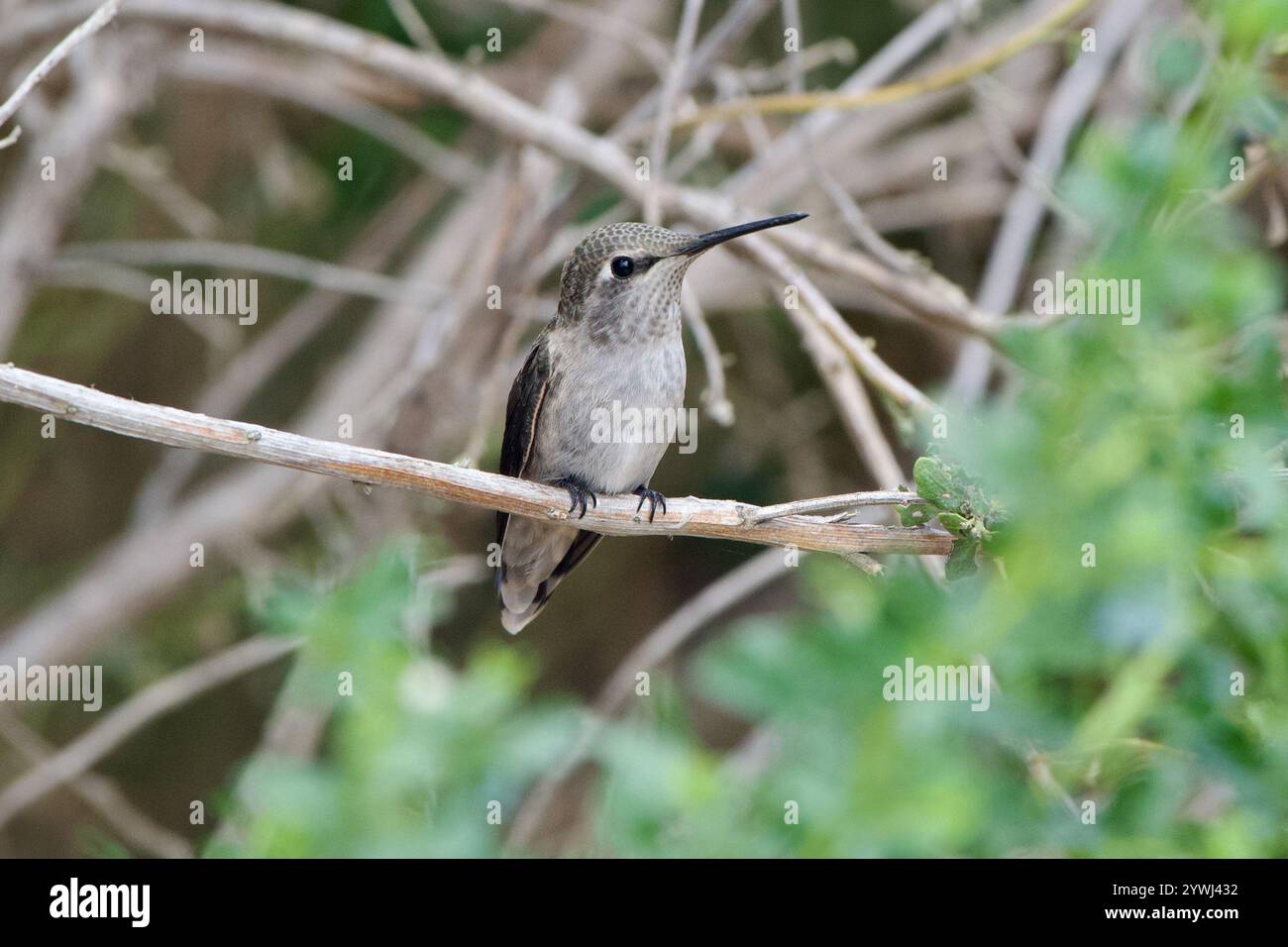 Anna's Hummingbird (Calypte anna Stock Photo - Alamy