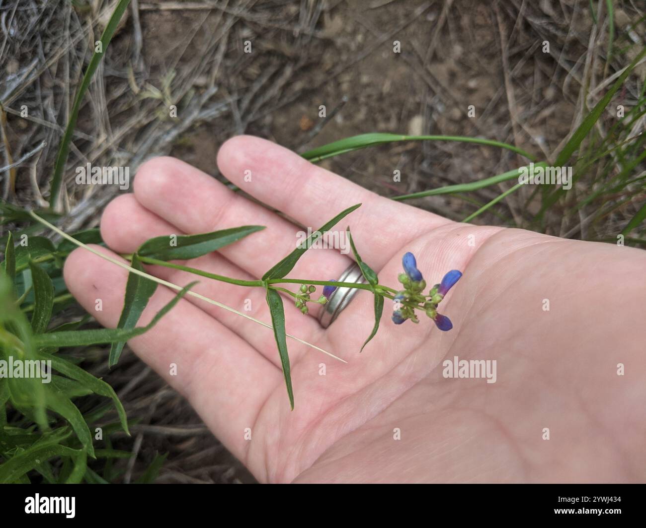 Watson's Penstemon (Penstemon watsonii Stock Photo - Alamy