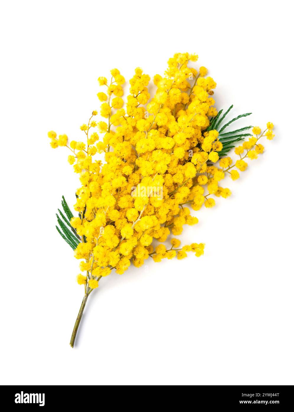 Mimosa plant on white backgrounds Stock Photo - Alamy