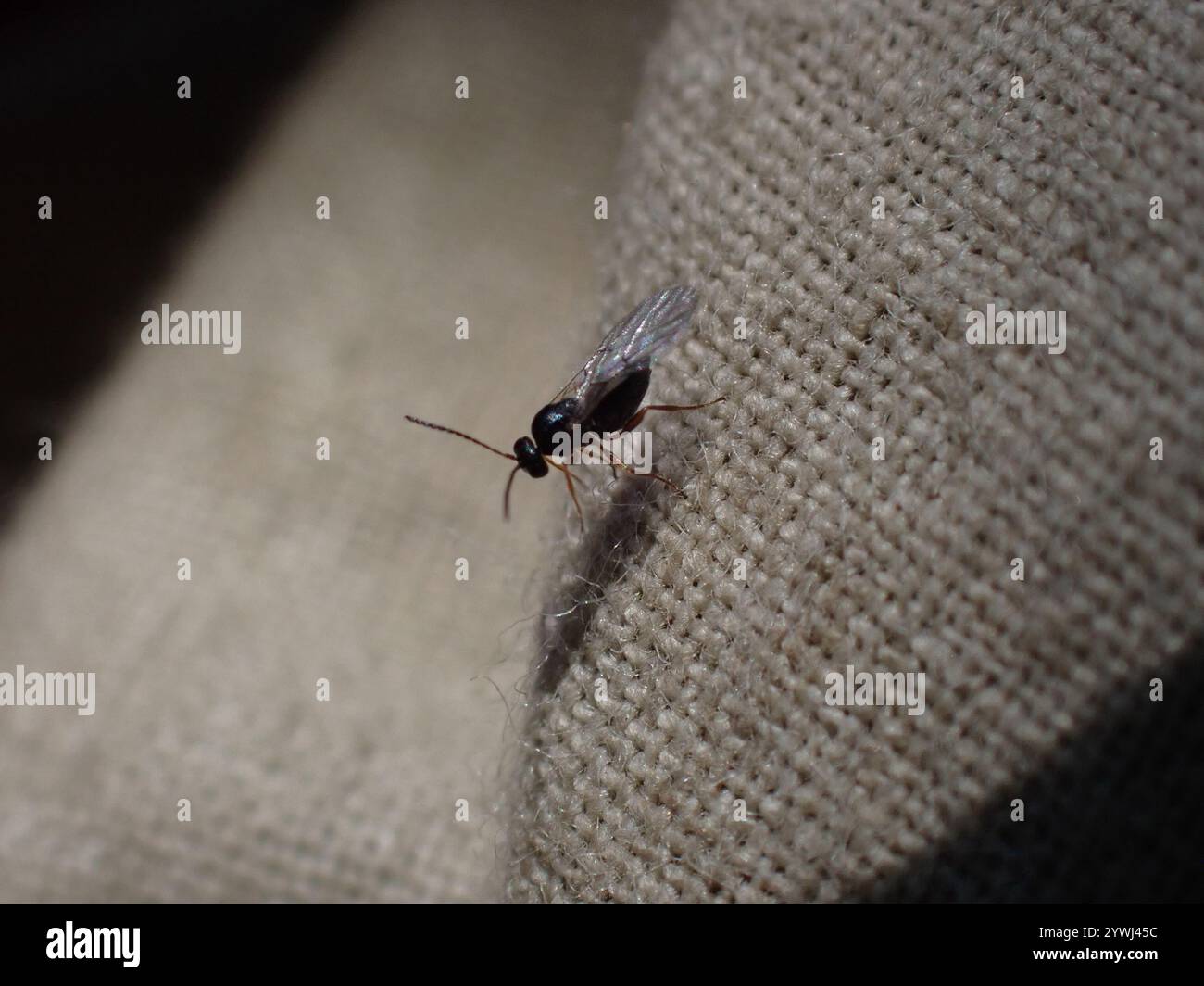 Gall Wasps (Cynipidae Stock Photo - Alamy