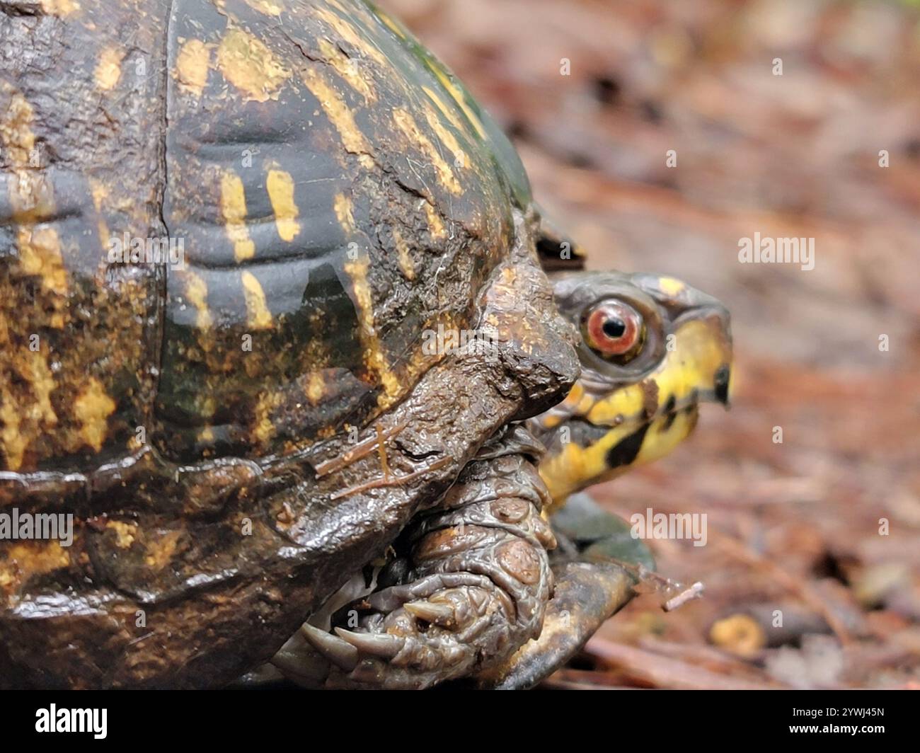 Eastern Box Turtle (Terrapene carolina carolina Stock Photo - Alamy