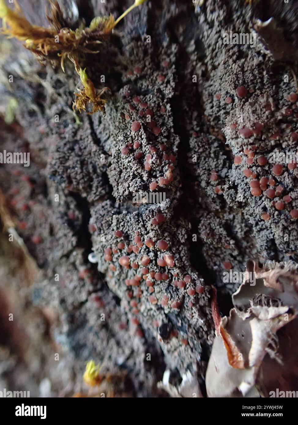 Pink-eyed Shingle Lichen (Vahliella saubinetii Stock Photo - Alamy