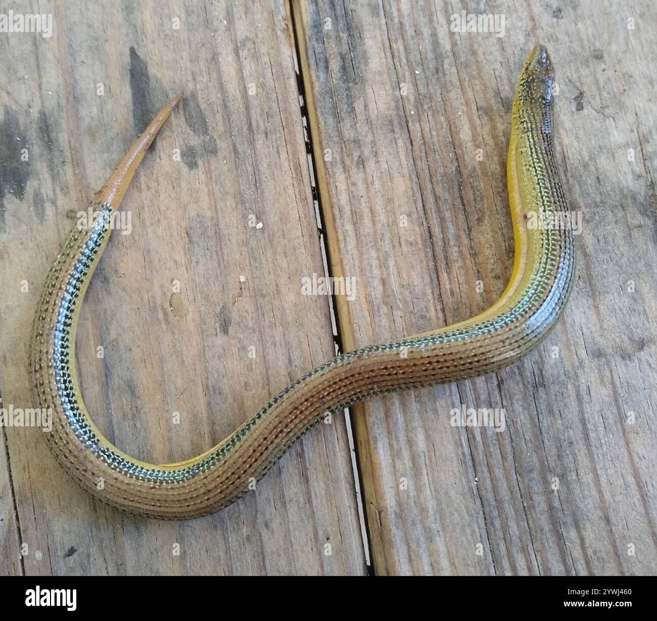 Eastern Glass Lizard (Ophisaurus ventralis Stock Photo - Alamy