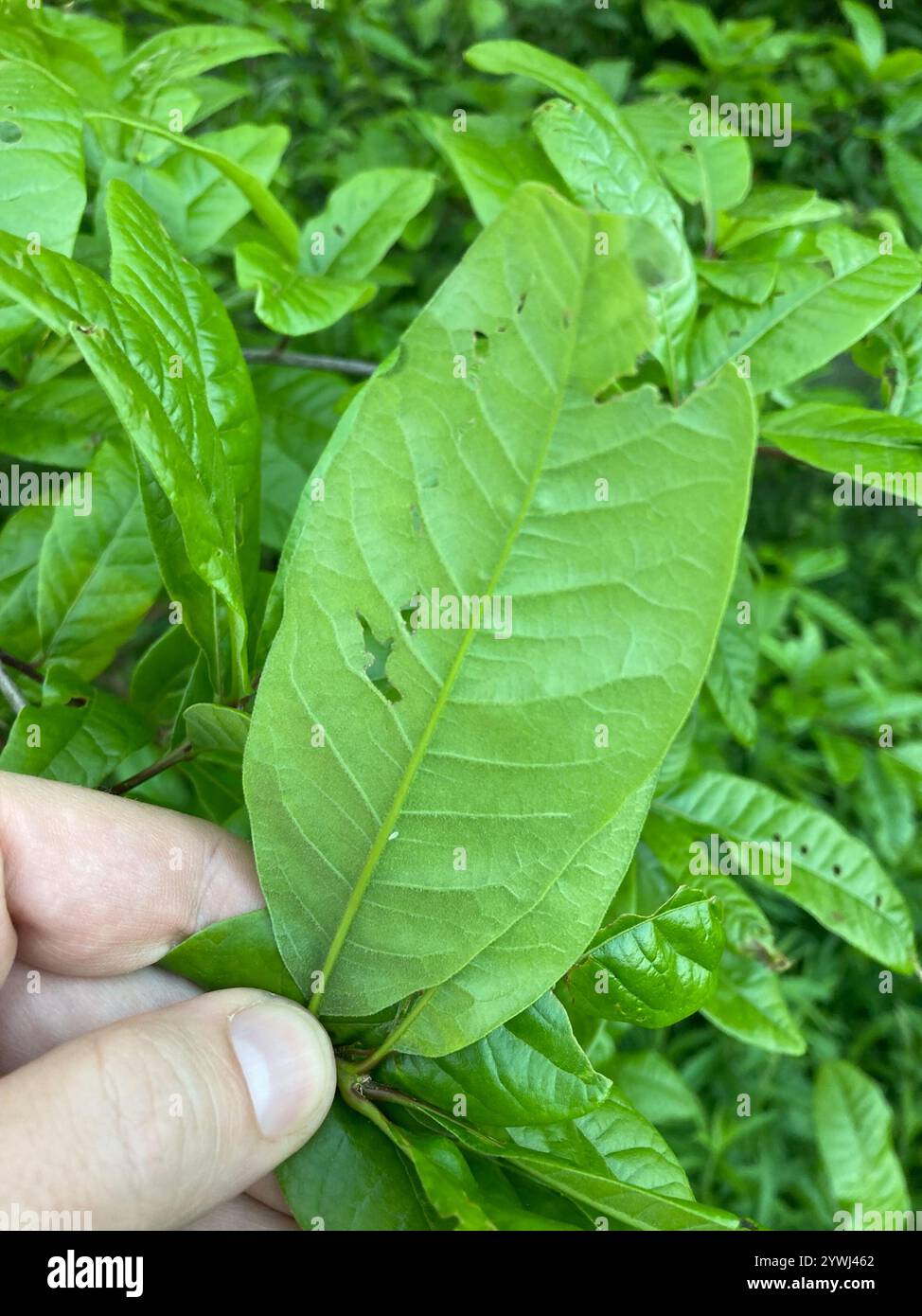 shingle oak (Quercus imbricaria Stock Photo - Alamy
