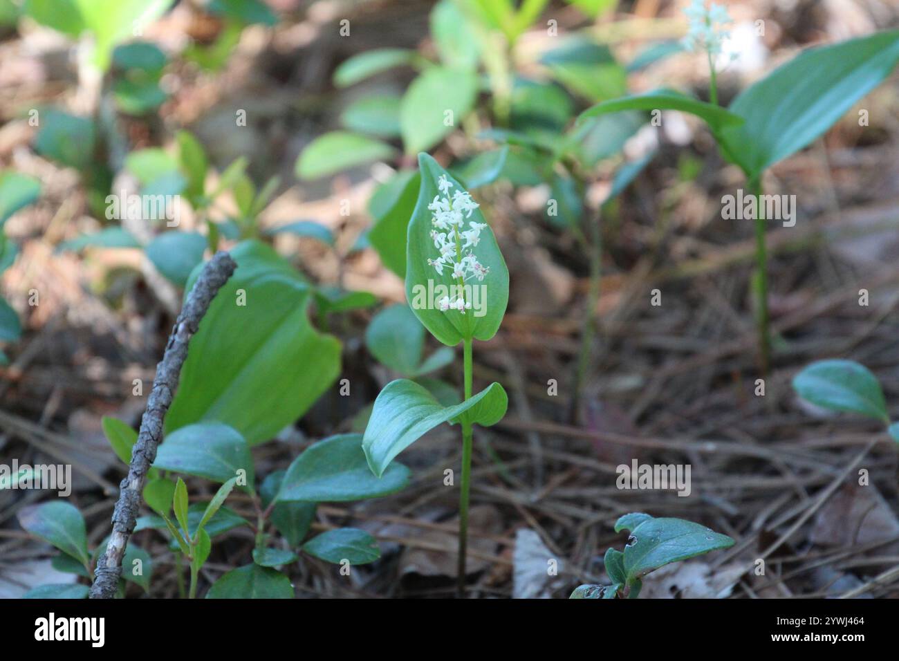 Canada mayflower (Maianthemum canadense Stock Photo - Alamy