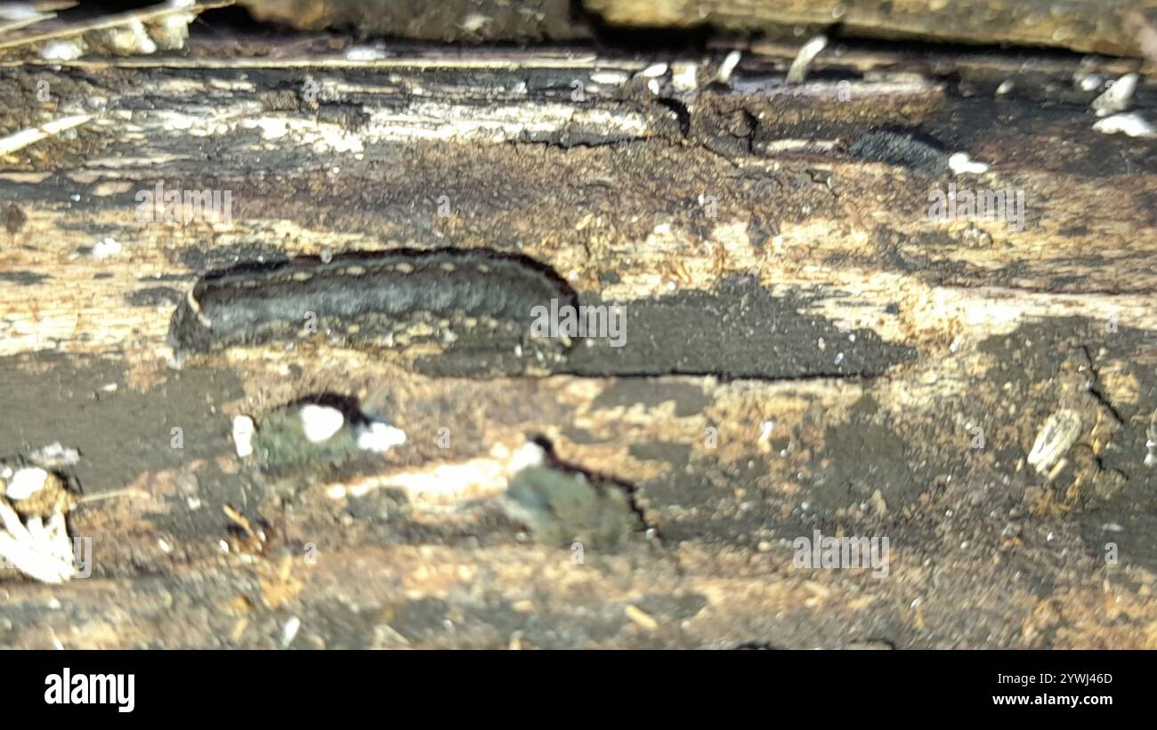 Variegated Cutworm Moth (Peridroma saucia Stock Photo - Alamy