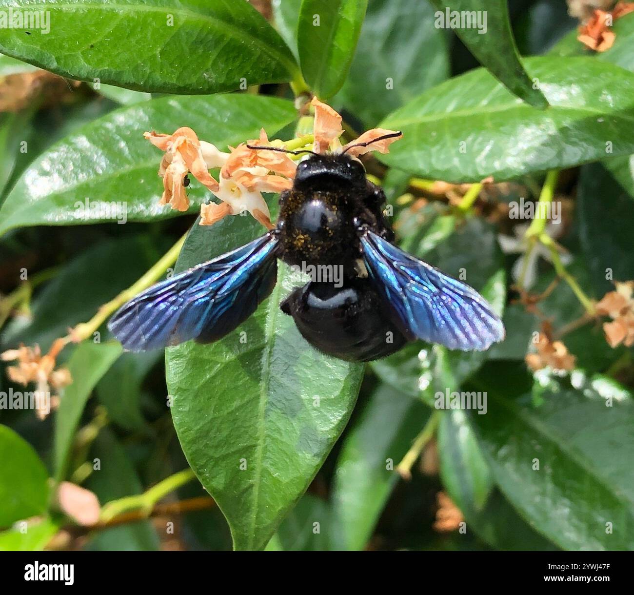 Violet Carpenter Bee (Xylocopa violacea Stock Photo - Alamy