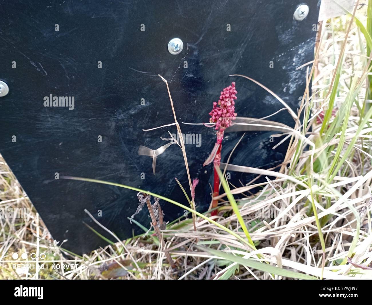 Arctic Dock (Rumex arcticus Stock Photo - Alamy