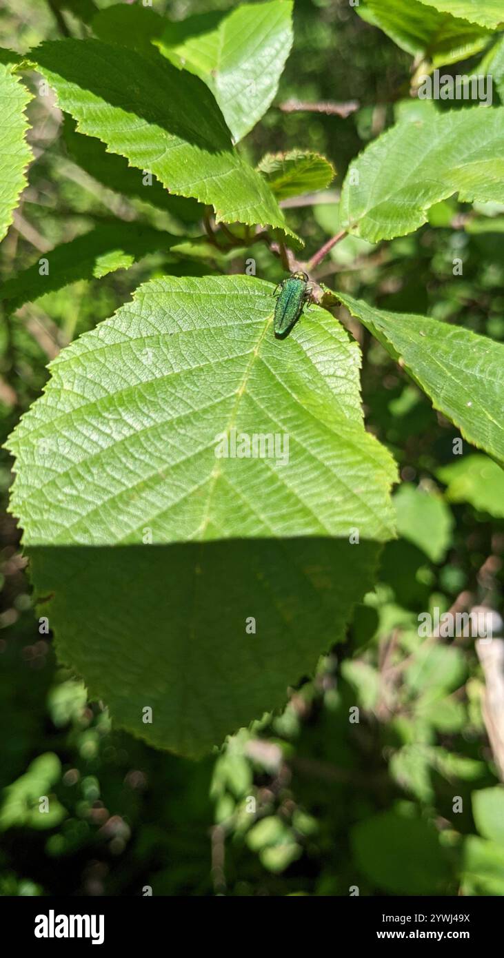 Emerald Ash Borer (Agrilus planipennis Stock Photo - Alamy