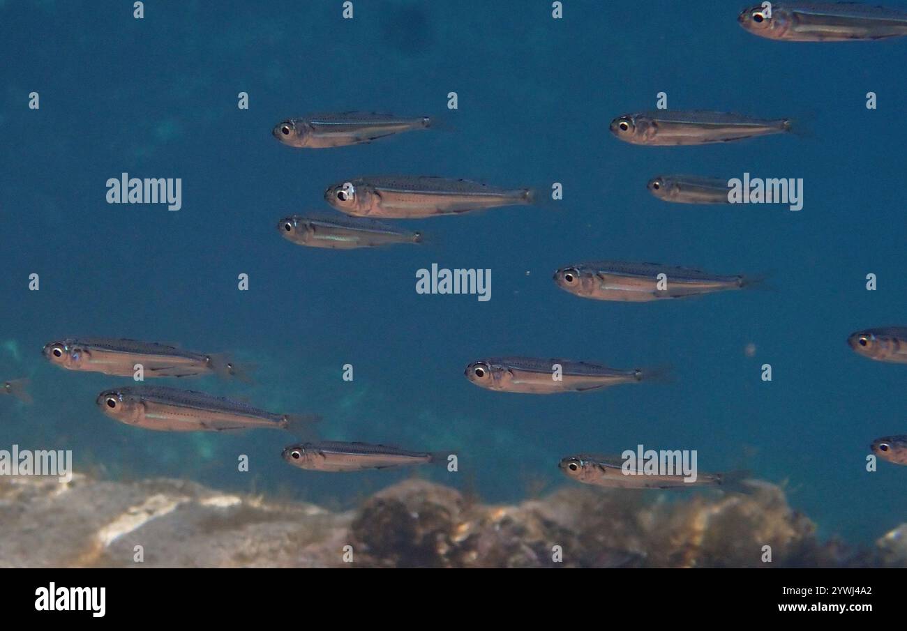 Big-scale Sand Smelt (Atherina boyeri Stock Photo - Alamy