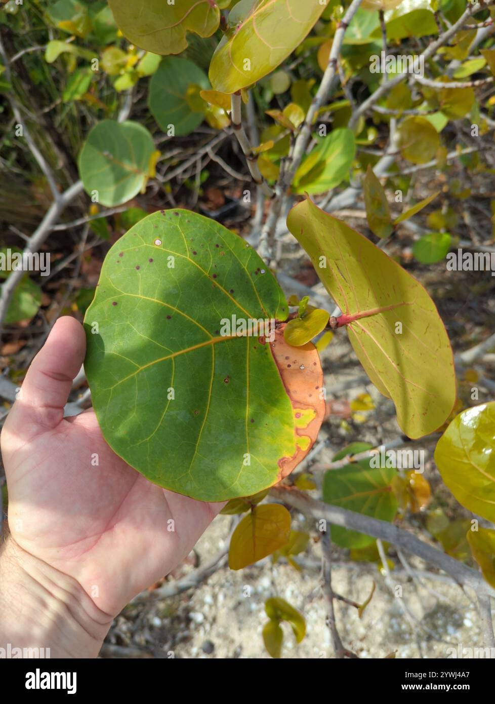 sea grape (Coccoloba uvifera Stock Photo - Alamy