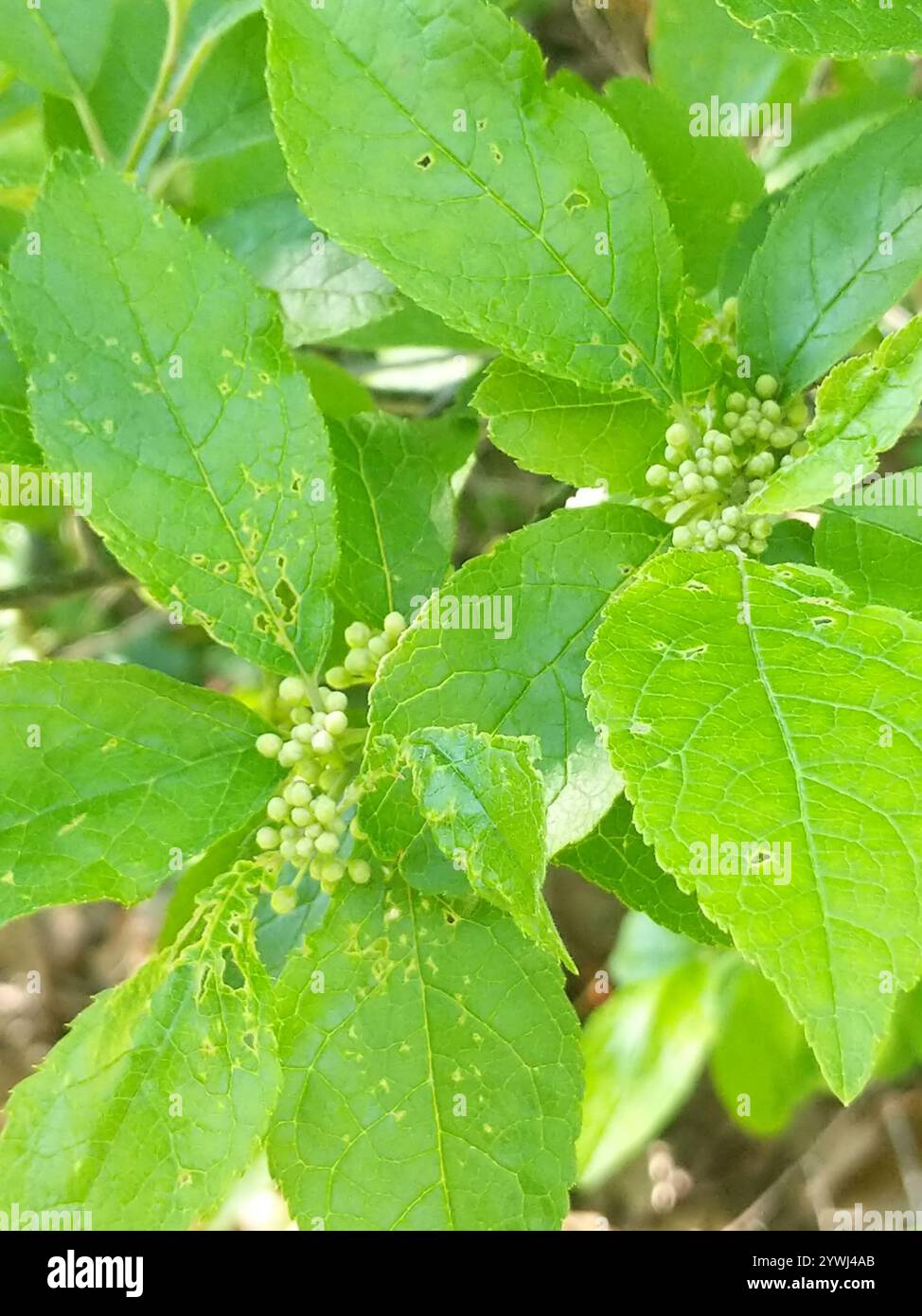 winterberry holly (Ilex verticillata Stock Photo - Alamy
