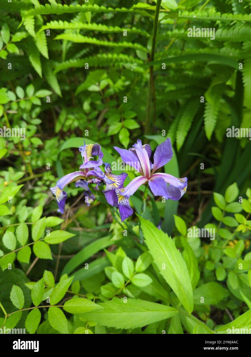 northern blue flag (Iris versicolor Stock Photo - Alamy