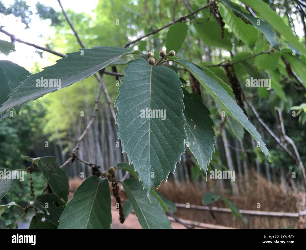 konara oak (Quercus serrata Stock Photo - Alamy