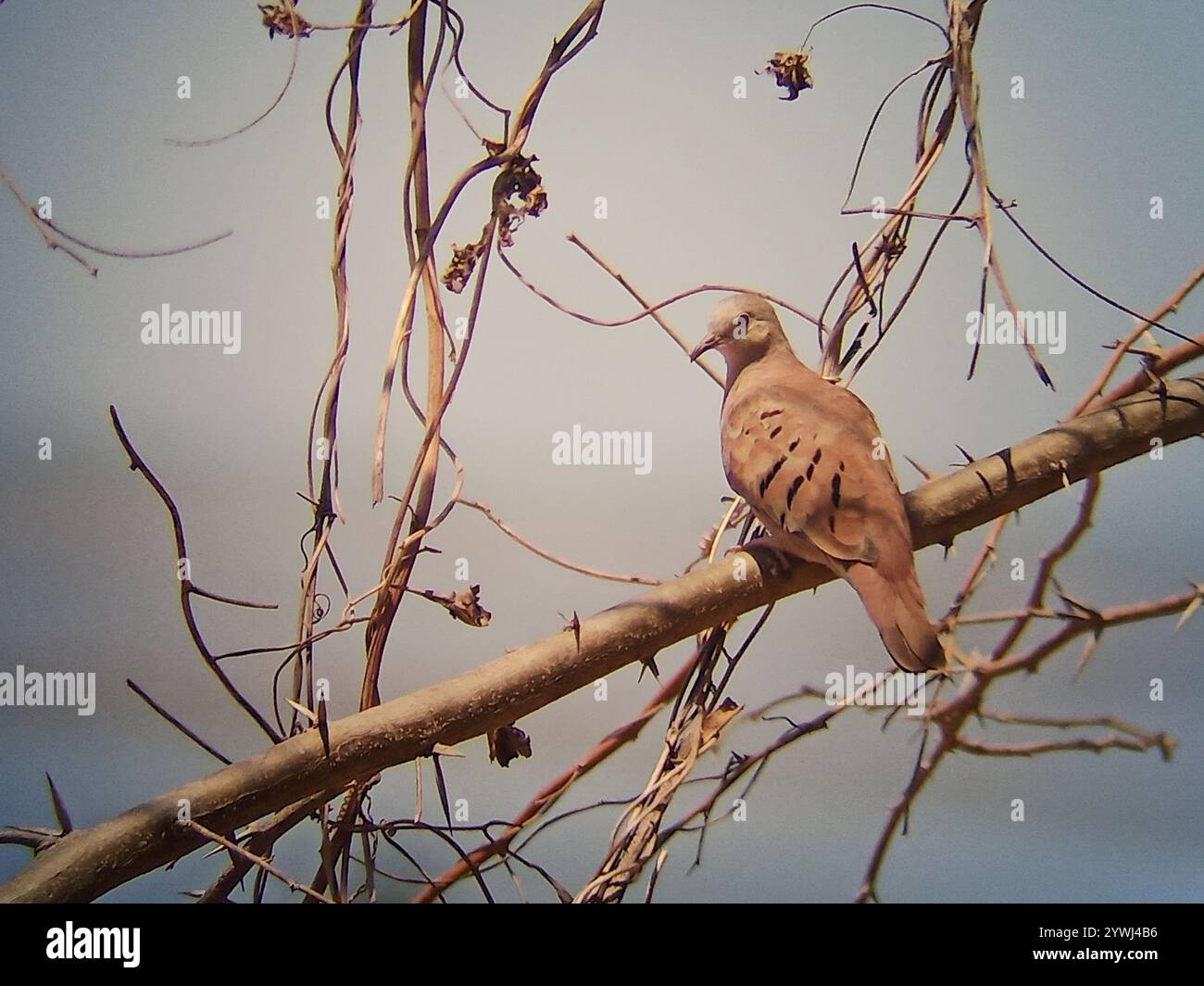 Ruddy Ground Dove (Columbina talpacoti Stock Photo - Alamy