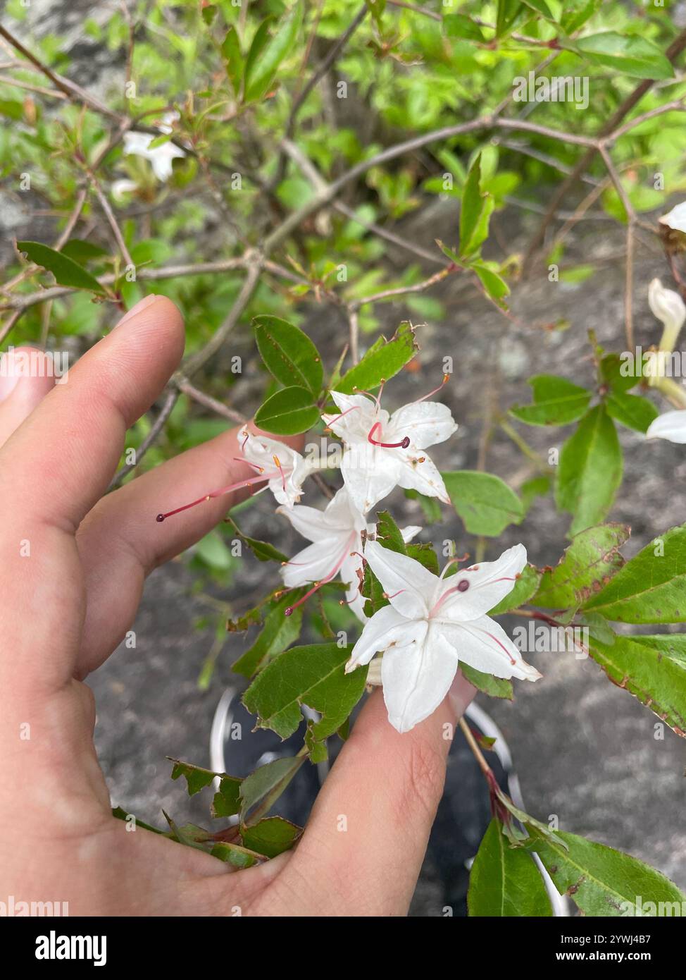 swamp azalea (Rhododendron viscosum Stock Photo - Alamy