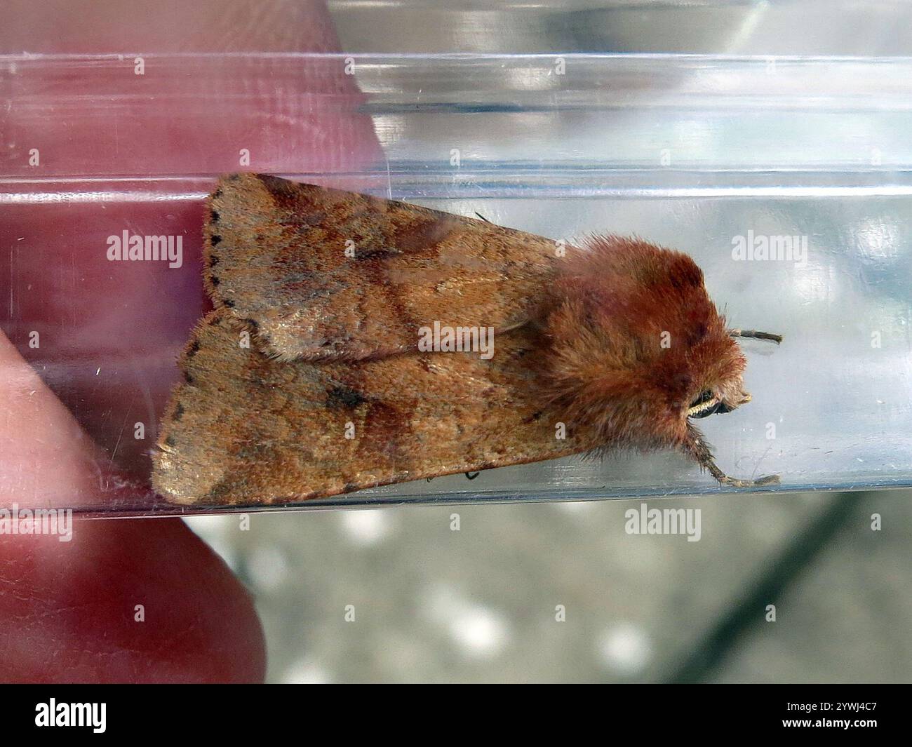 Diarsia mendica diarsia mendica hi-res stock photography and images - Alamy