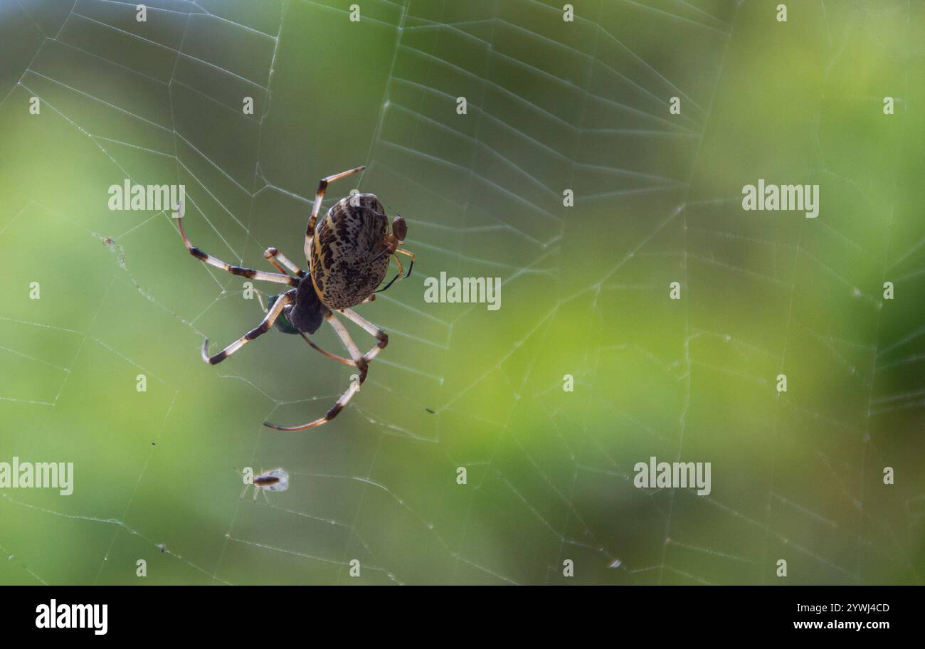 Nephilingis cruentata hi-res stock photography and images - Alamy