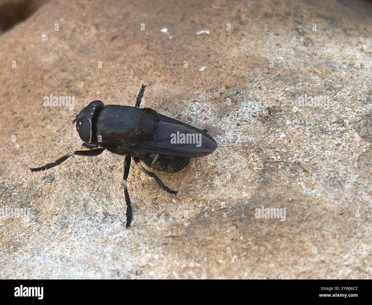 Bot flies hi-res stock photography and images - Alamy