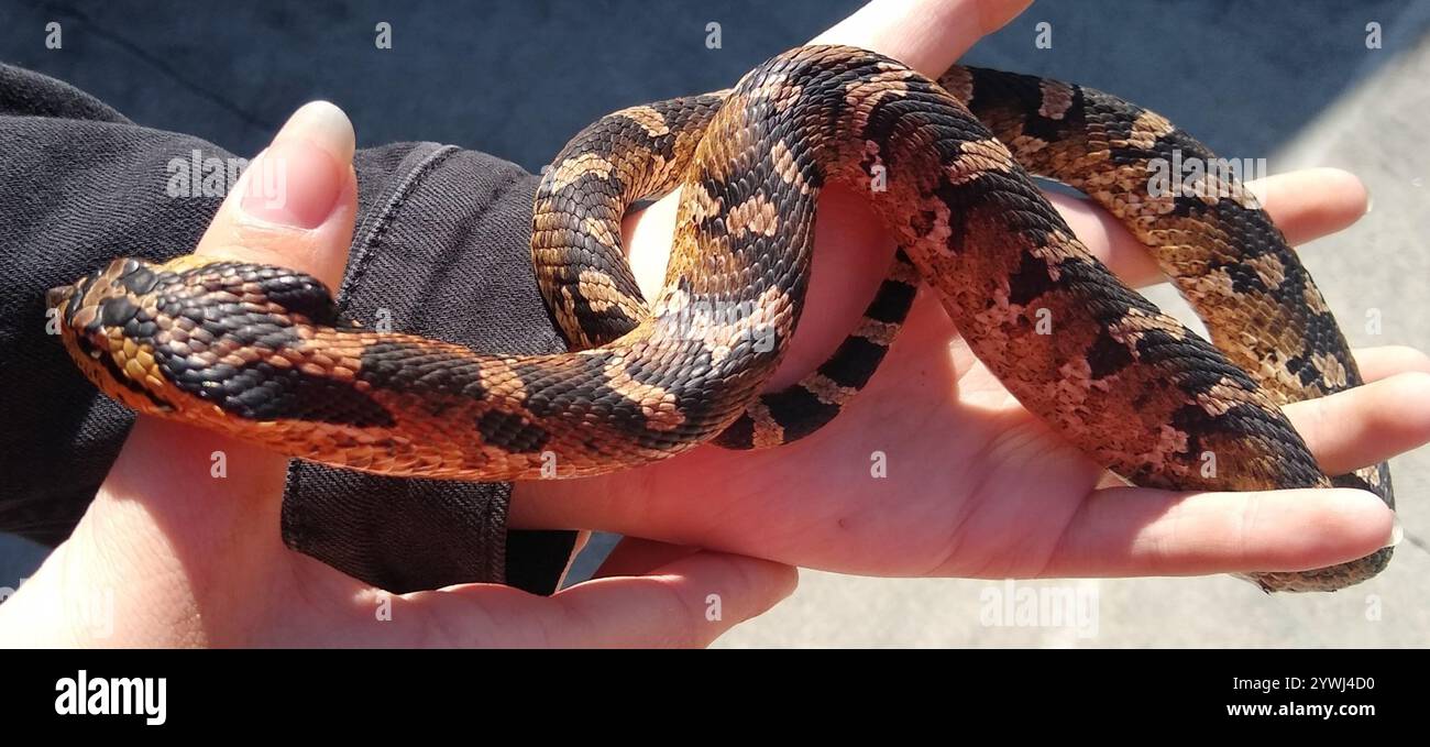 Eastern Hognose Snake (Heterodon platirhinos Stock Photo - Alamy