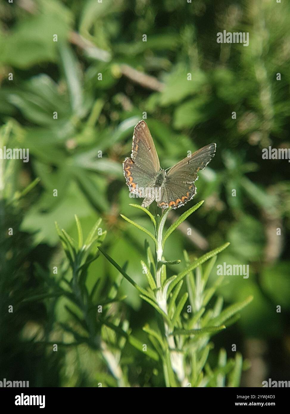 Gossamer-winged Butterflies (Lycaenidae Stock Photo - Alamy