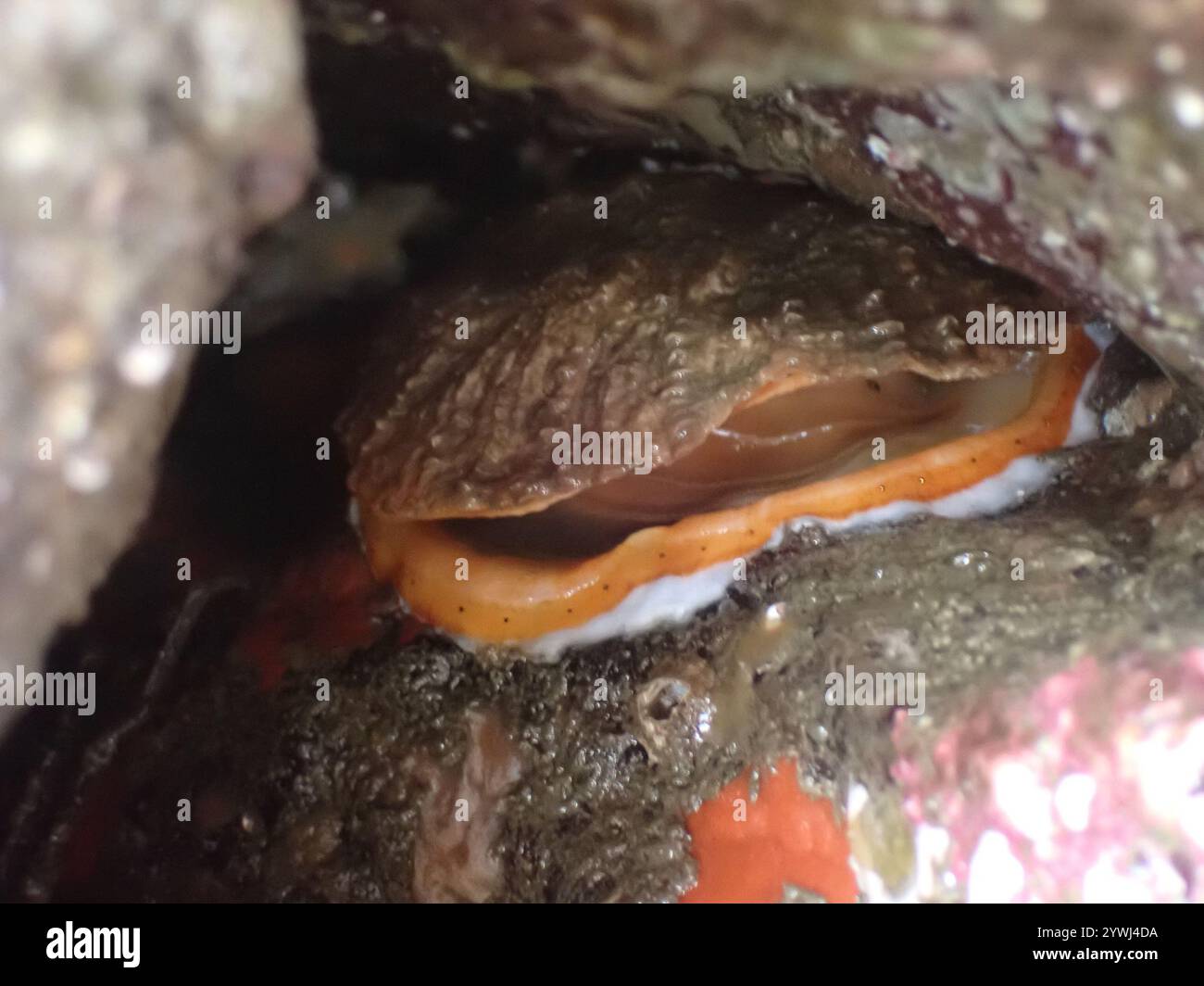 Giant Rock Scallop (Crassadoma gigantea Stock Photo - Alamy