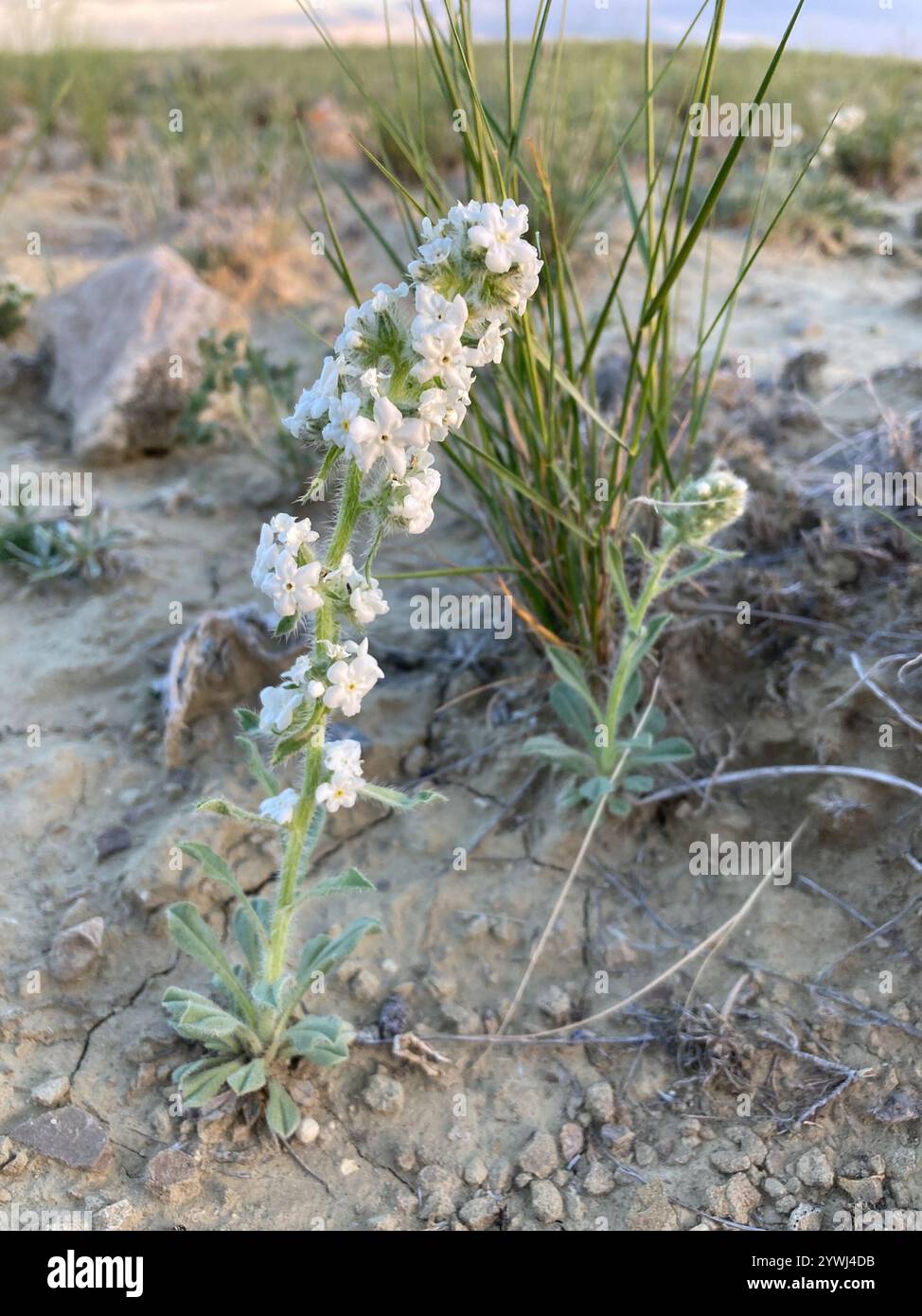 Cockscomb Oreocarya (Oreocarya glomerata Stock Photo - Alamy