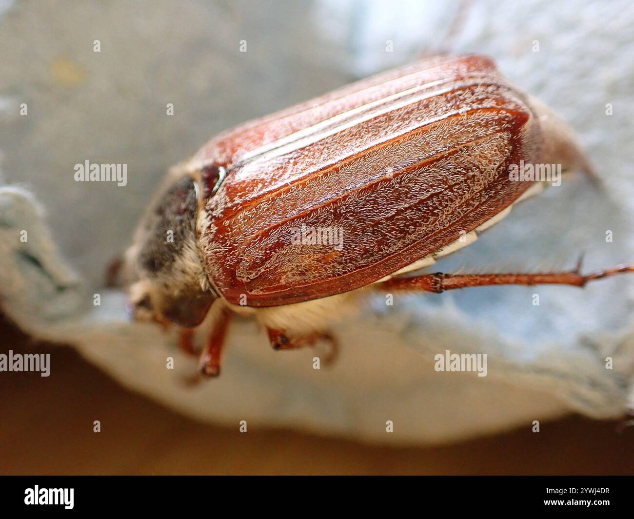 Common Cockchafer (Melolontha melolontha Stock Photo - Alamy