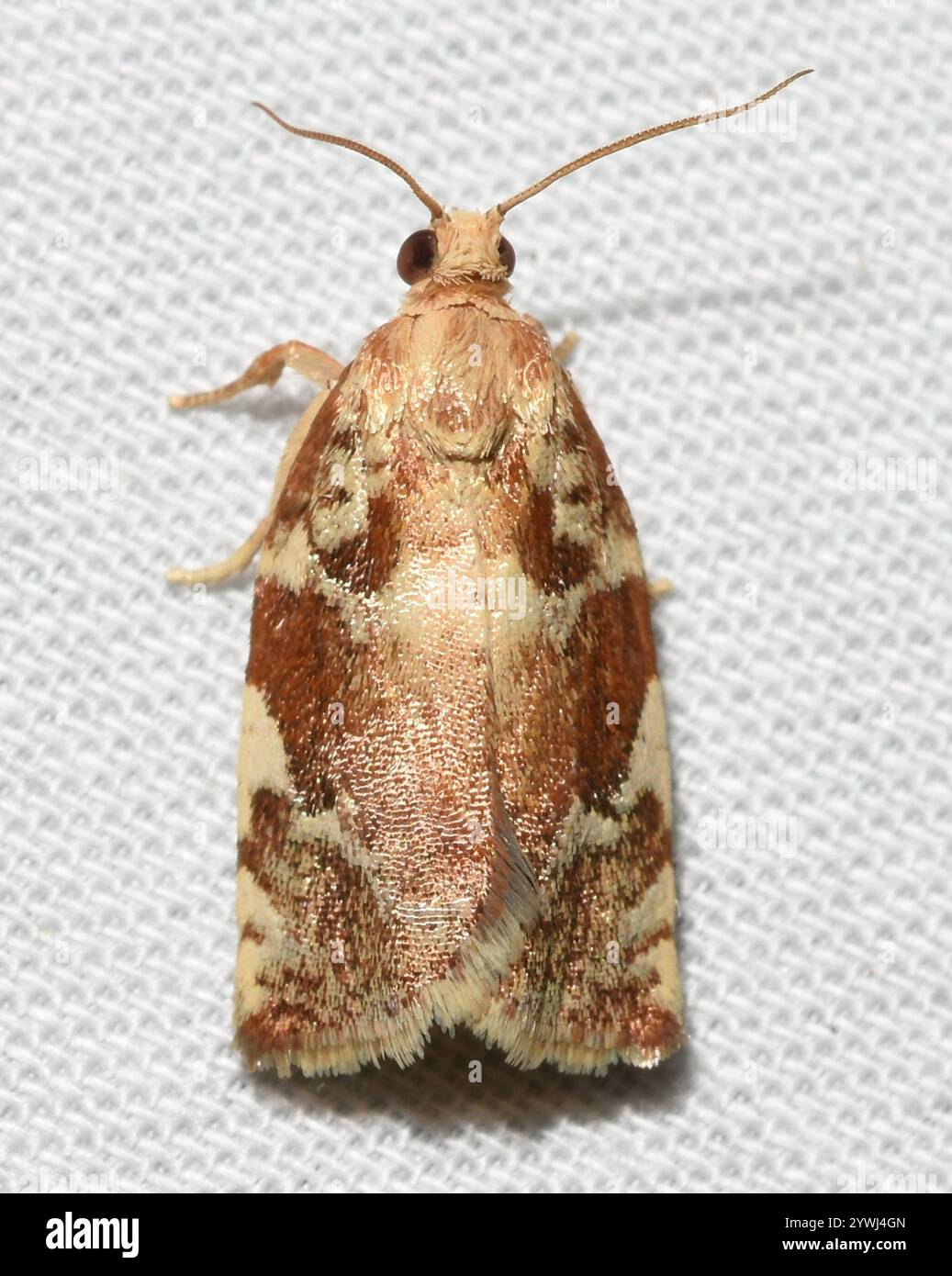 Oak Leafroller Moth (Archips semiferanus Stock Photo - Alamy
