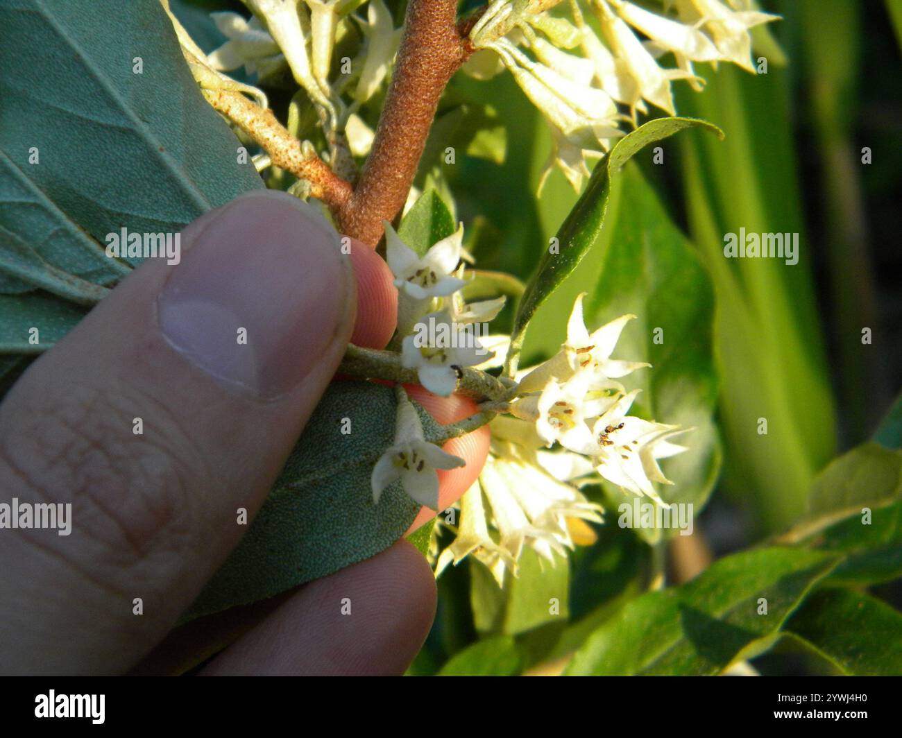 autumn olive (Elaeagnus umbellata Stock Photo - Alamy