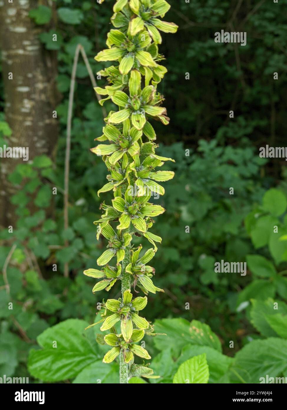 White Hellebore (Veratrum lobelianum Stock Photo - Alamy