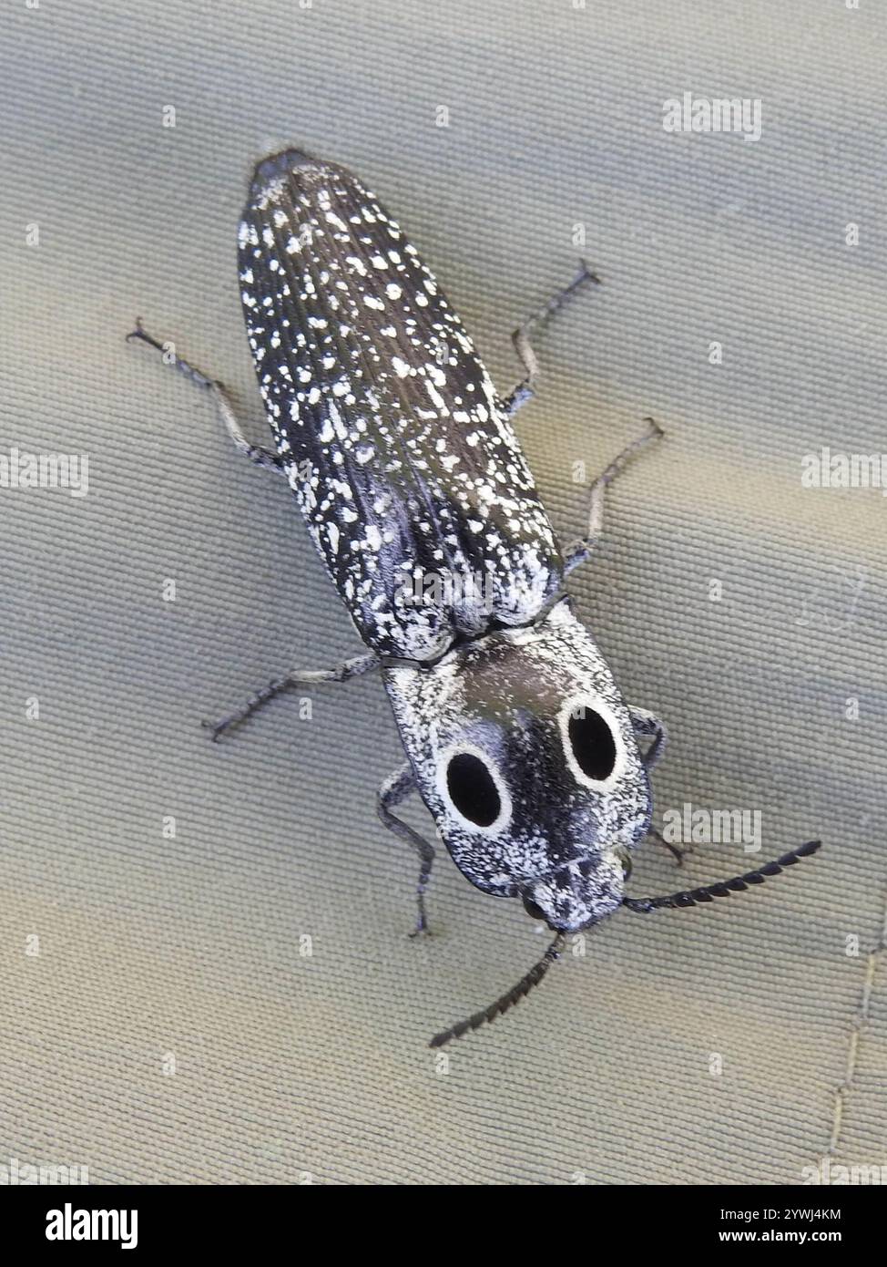 Eastern Eyed Click Beetle (Alaus oculatus Stock Photo - Alamy