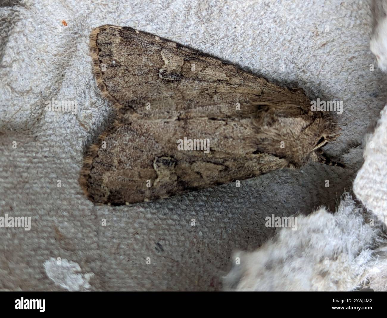 Sordens hi-res stock photography and images - Alamy