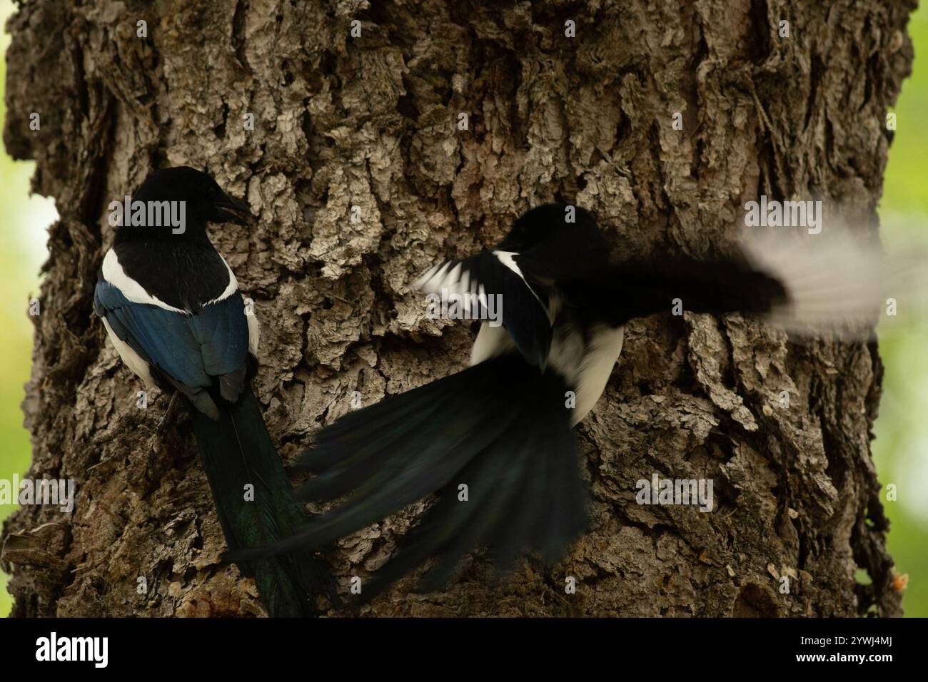 Black-billed Magpie (Pica hudsonia Stock Photo - Alamy