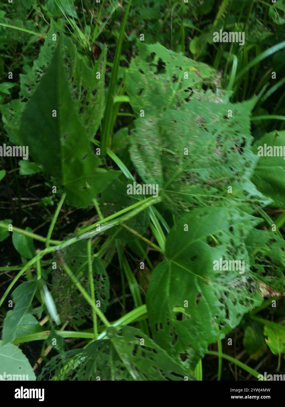 Swamp Rosemallow (Hibiscus grandiflorus Stock Photo - Alamy