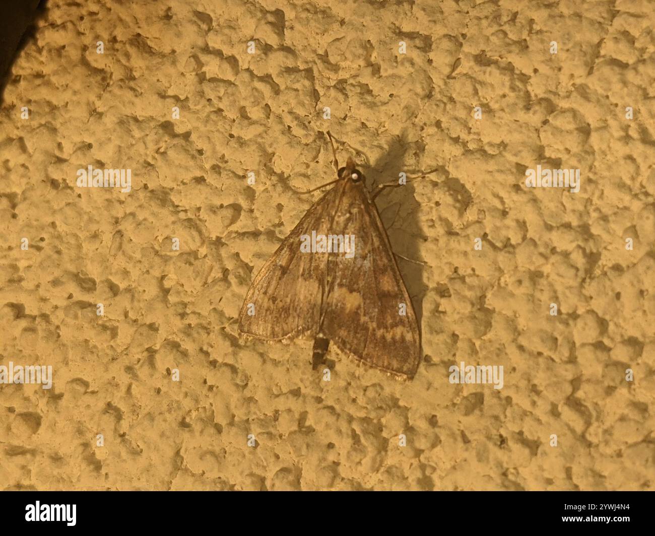 European Corn Borer Moth (Ostrinia nubilalis Stock Photo - Alamy
