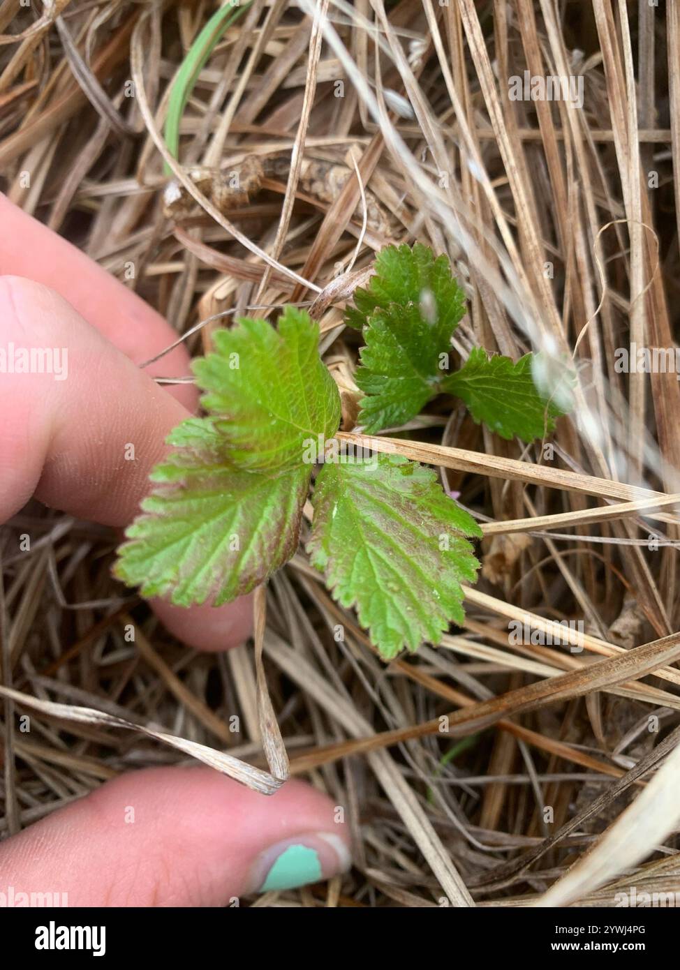 Arctic raspberry (Rubus arcticus Stock Photo - Alamy