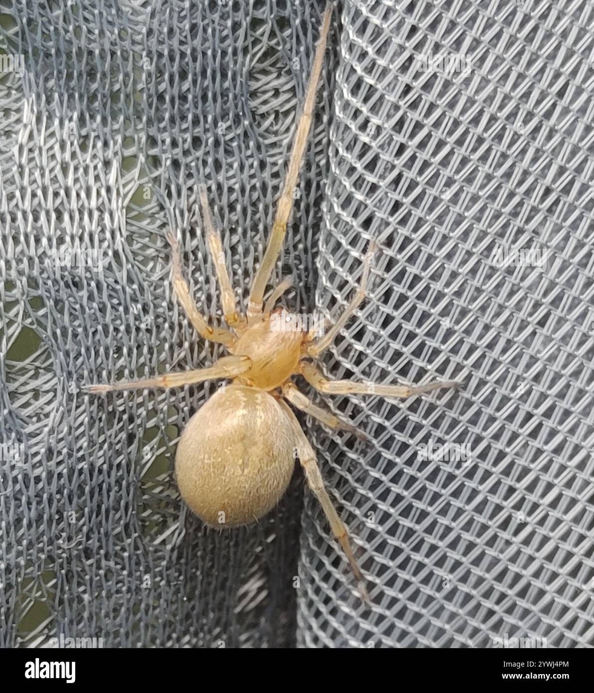 Longlegged Sac Spiders (Cheiracanthium Stock Photo - Alamy